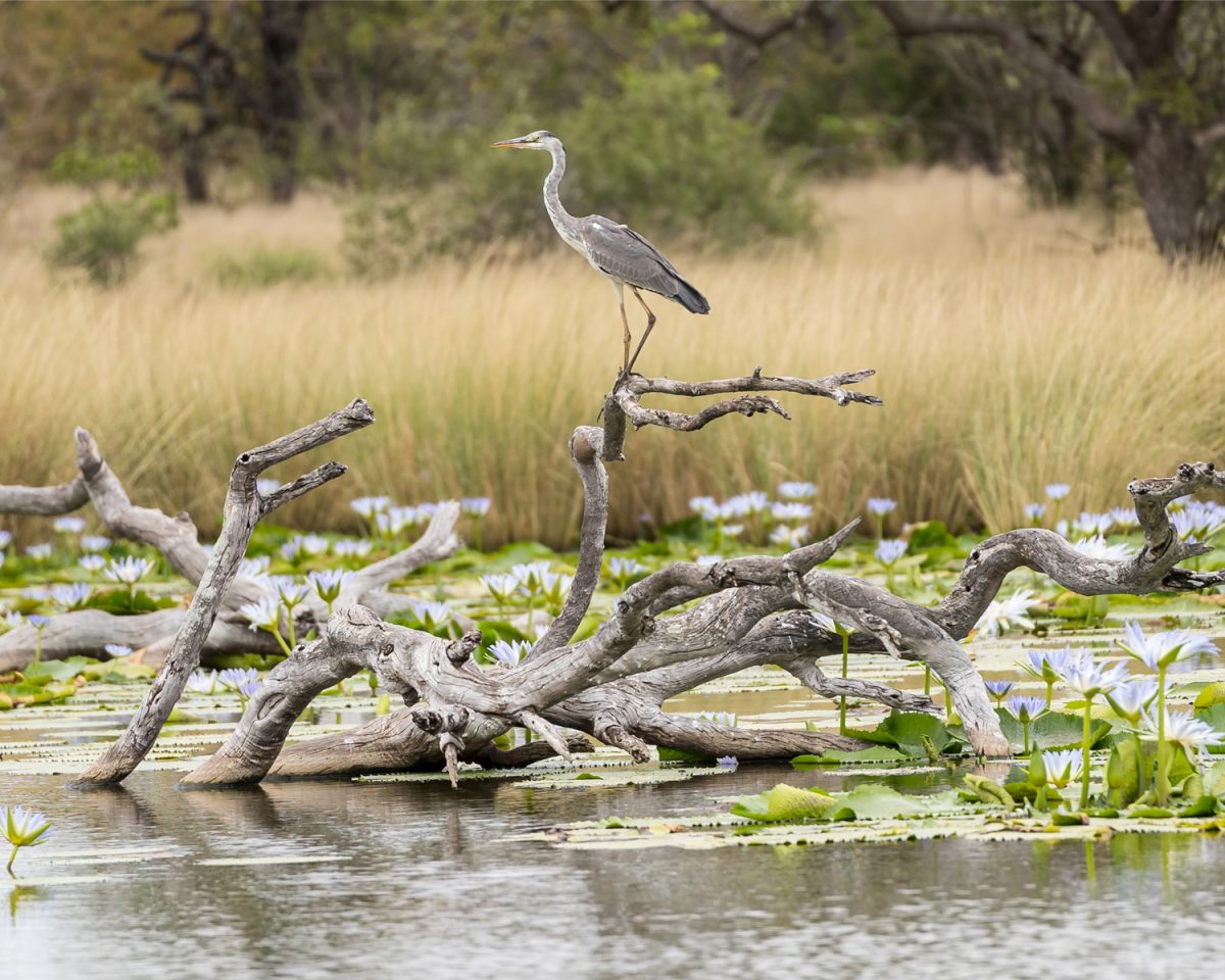 Conservation - Lotsane Signature Collection | 5 Star Lodge in Botswana