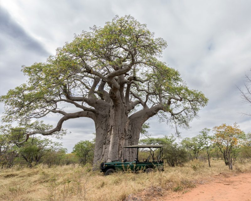 Conservation - Lotsane Signature Collection | 5 Star Lodge in Botswana