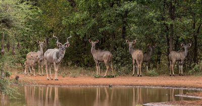 Home - Lotsane Limpopo | Luxury River Lodge in Botswana