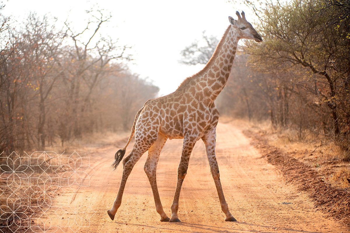 Home - Lotsane Signature Collection | 5 Star Lodge in Botswana