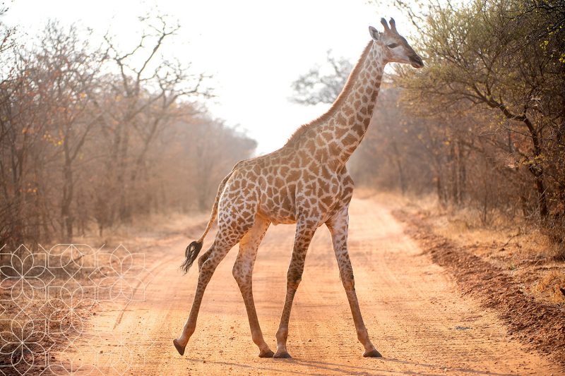 Home - Lotsane Signature Collection | 5 Star Lodge in Botswana