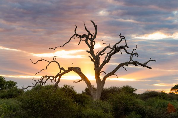 Shaturia Manor - Lotsane Signature Collection | 5 Star Lodge in Botswana